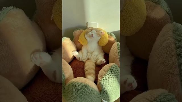 Кот чилит