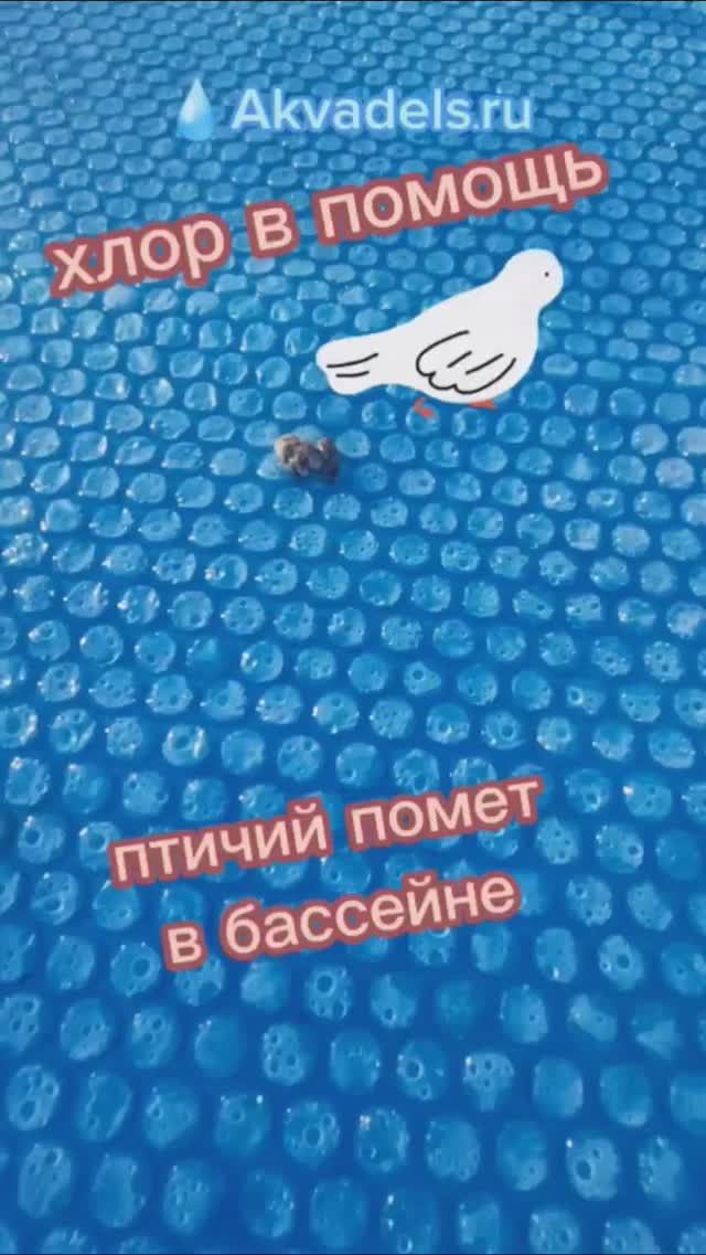 хлор в бассейне  лучшая защита от засранцев