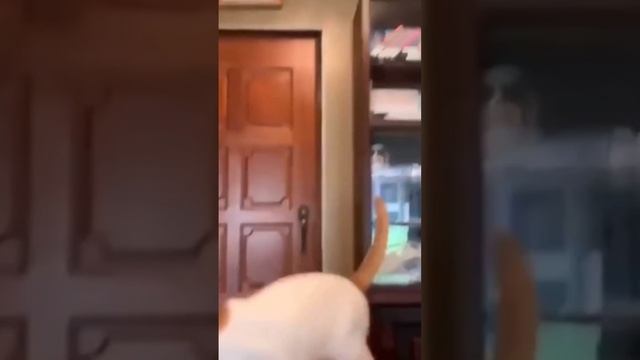 Когда установил замки от кота