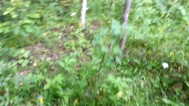 Как и где собирать первые лисички летом в июле