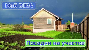 Посадки на участке в мае 2024.