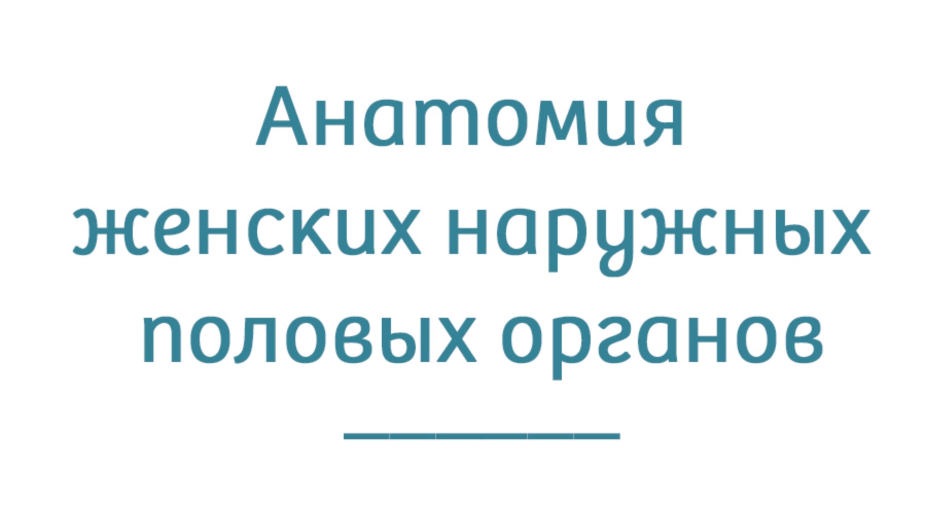 Анатомия женских наружных половых органов