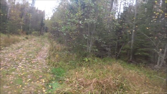Охота с русскими гончими 4.10.24г. Только погоняли)))