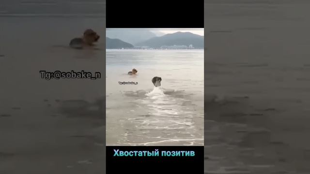 позитивчик