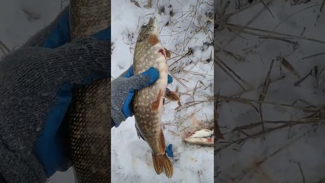 Стрельба из рогатки,рыбалка с рогаткой,16 марта