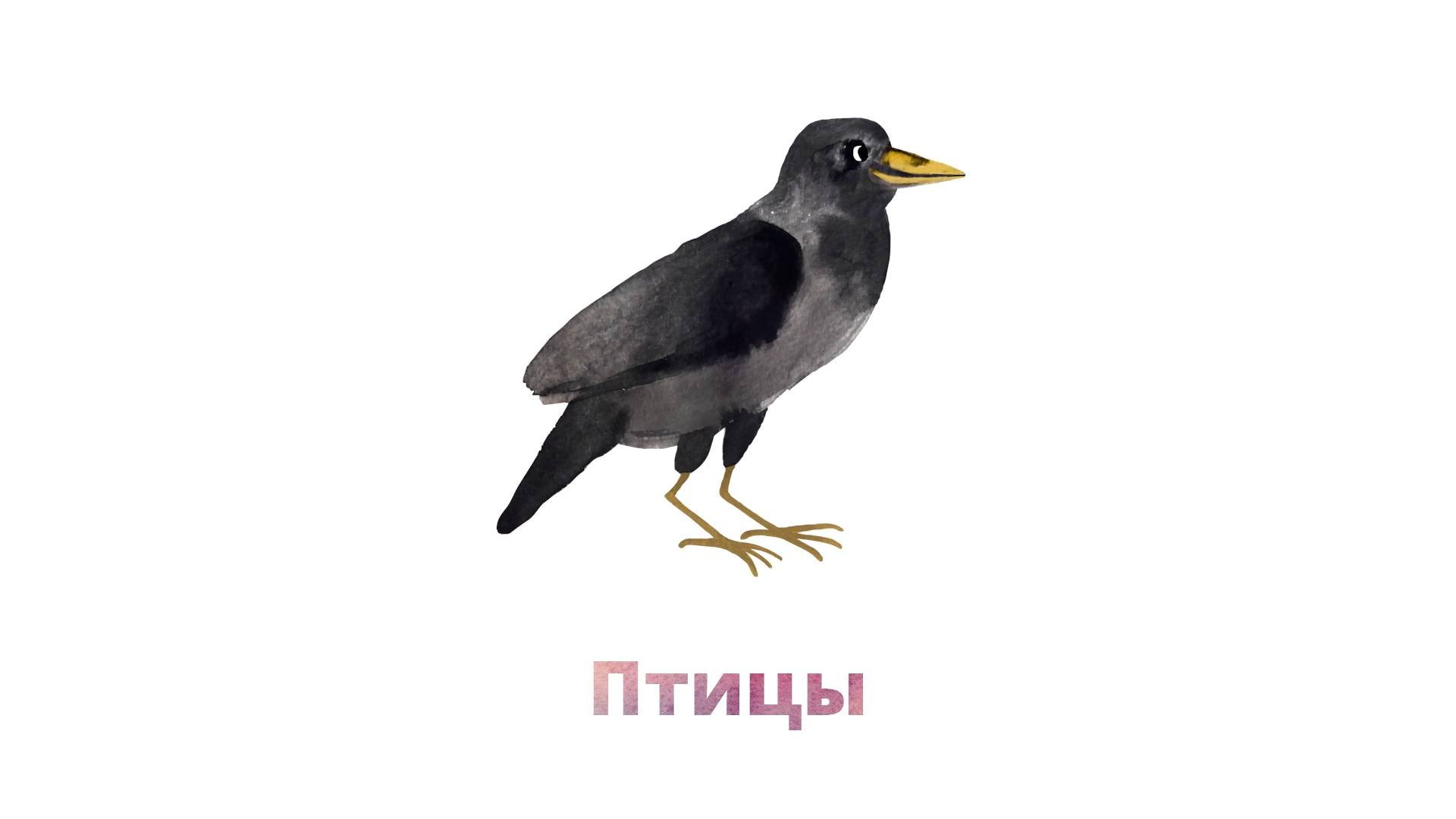 15. Птицы
