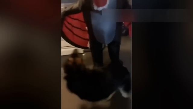 Приколы с котами! с озвучкой! СМЕШНЫЕ КОТЫ И СОБАКИ! САМЫЕ СМЕШНЫЕ ЖИВОТНЫЕ!