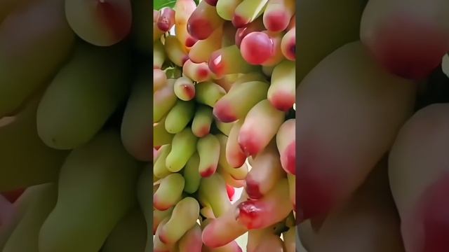 Виноград как в сказке