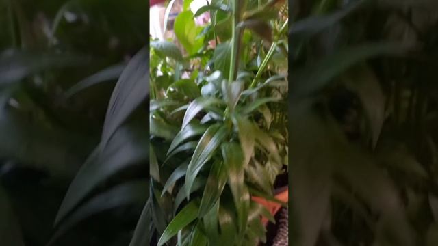 Подарила себе на день рождения 🎉
