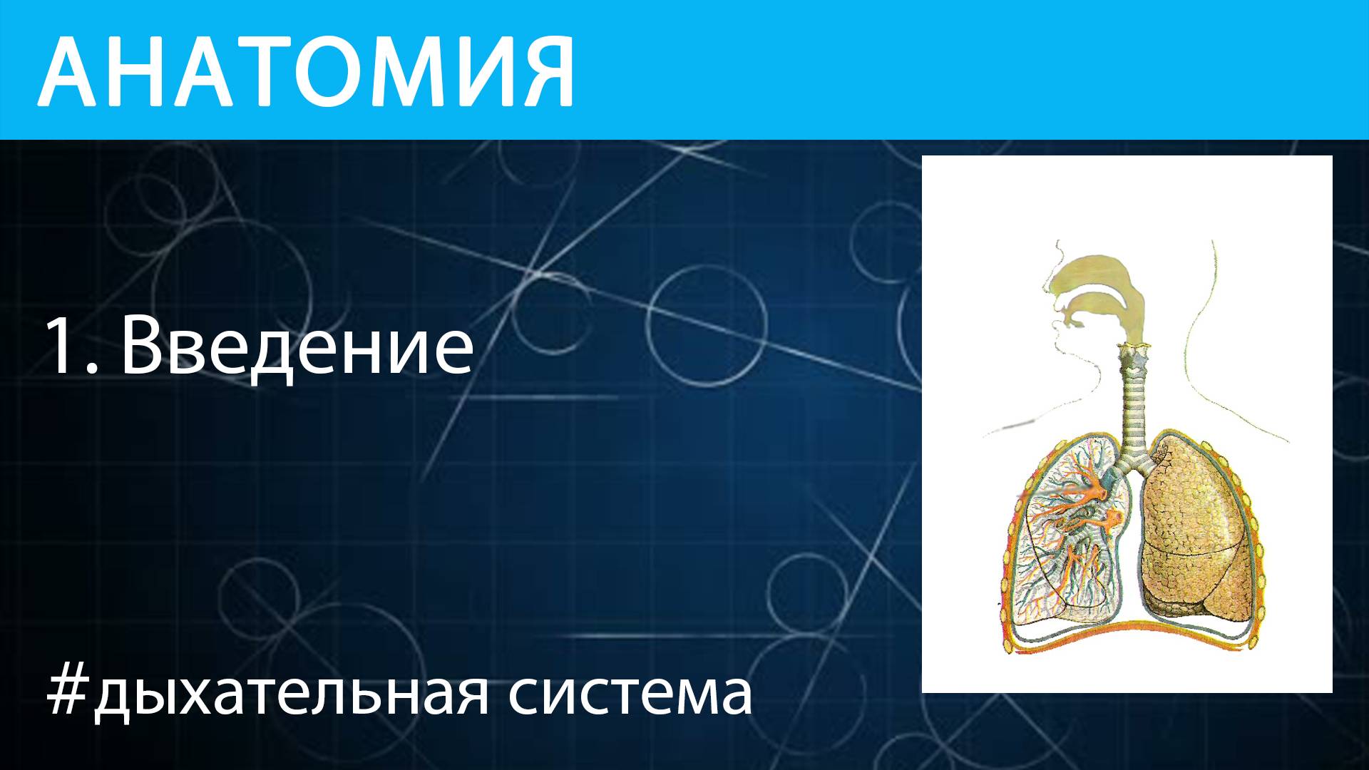 Анатомия: дыхательная система человека - введение