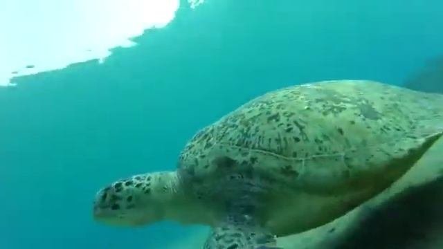 Огромная черепаха в Шарм эль Шейхе