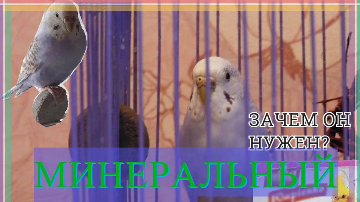 ЗАЧЕМ НУЖЕН МИНЕРАЛЬНЫЙ КАМЕНЬ ДЛЯ ВОЛНИСТОГО ПОПУГАЯ? КАК ДАТЬ МИНЕРАЛЬНЫЙ КАМЕНЬ ПОПУГАЮ?
