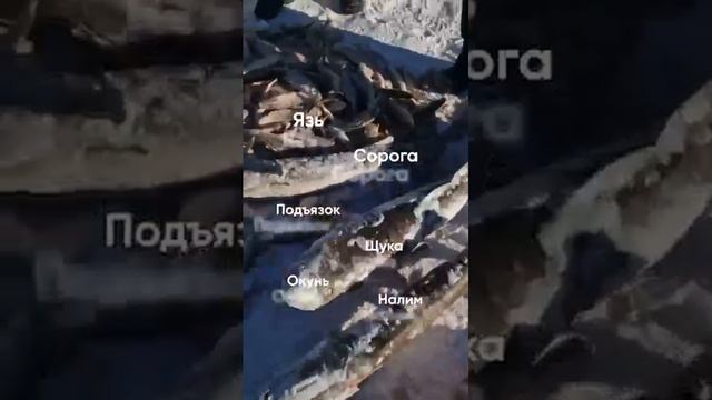 Улов наших гостей в феврале - 2024