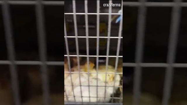 Выращиваем бройлеров в клетках серии "Профессионал"