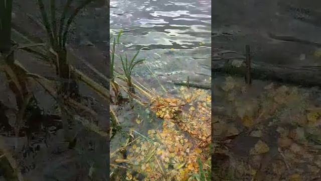 "Осень - Она не Спросит"