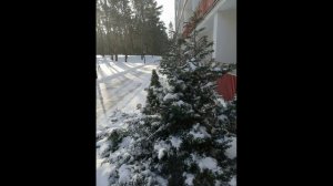 Шампанское