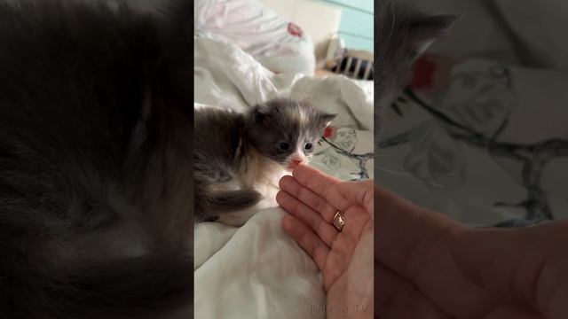 Мейн-кун Полина не узнала меня