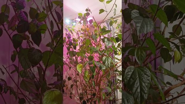 подрезка китайской розы, гибискуса осенью