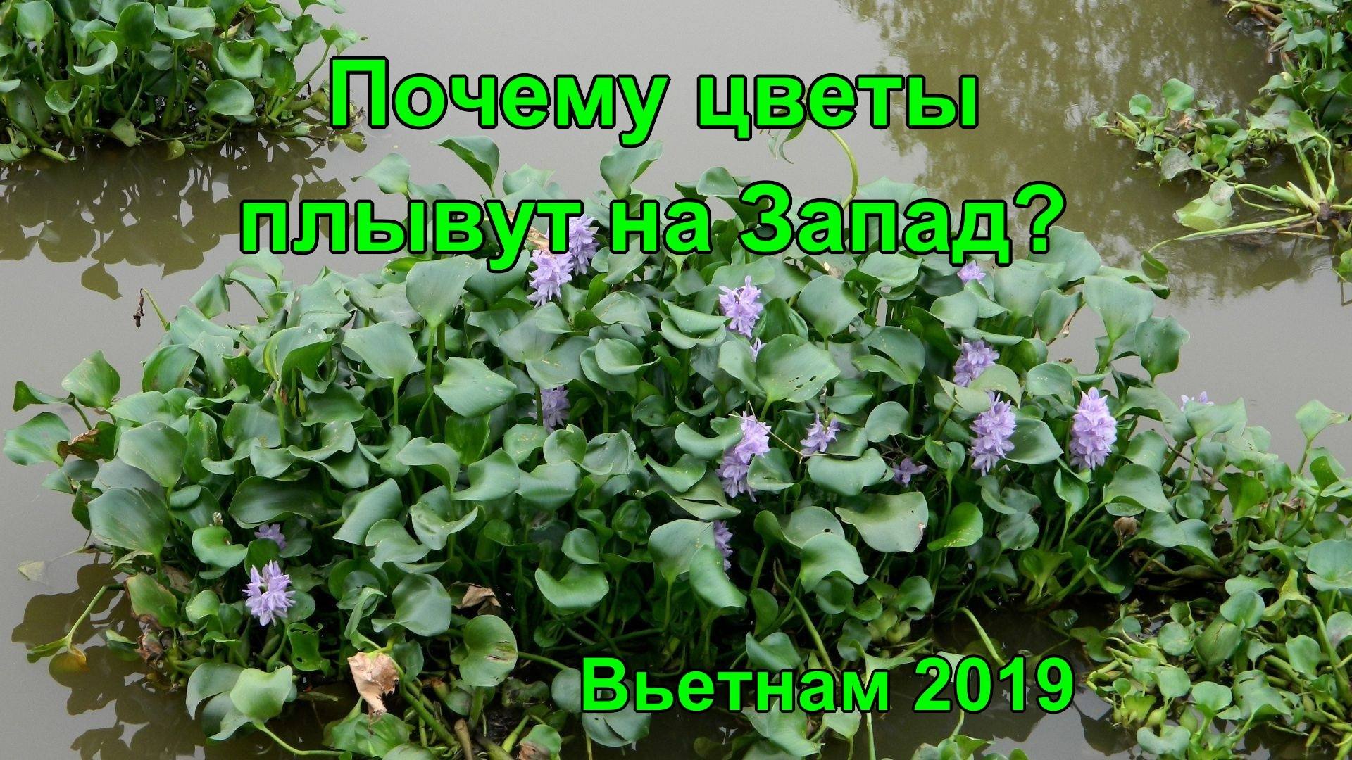 Почему цветы плывут на Запад?