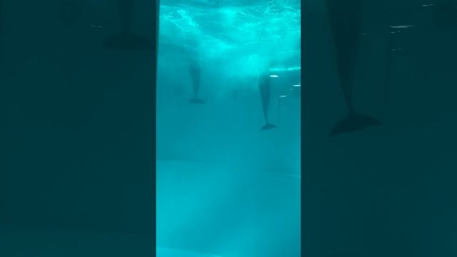 дельфины взгляд под водой