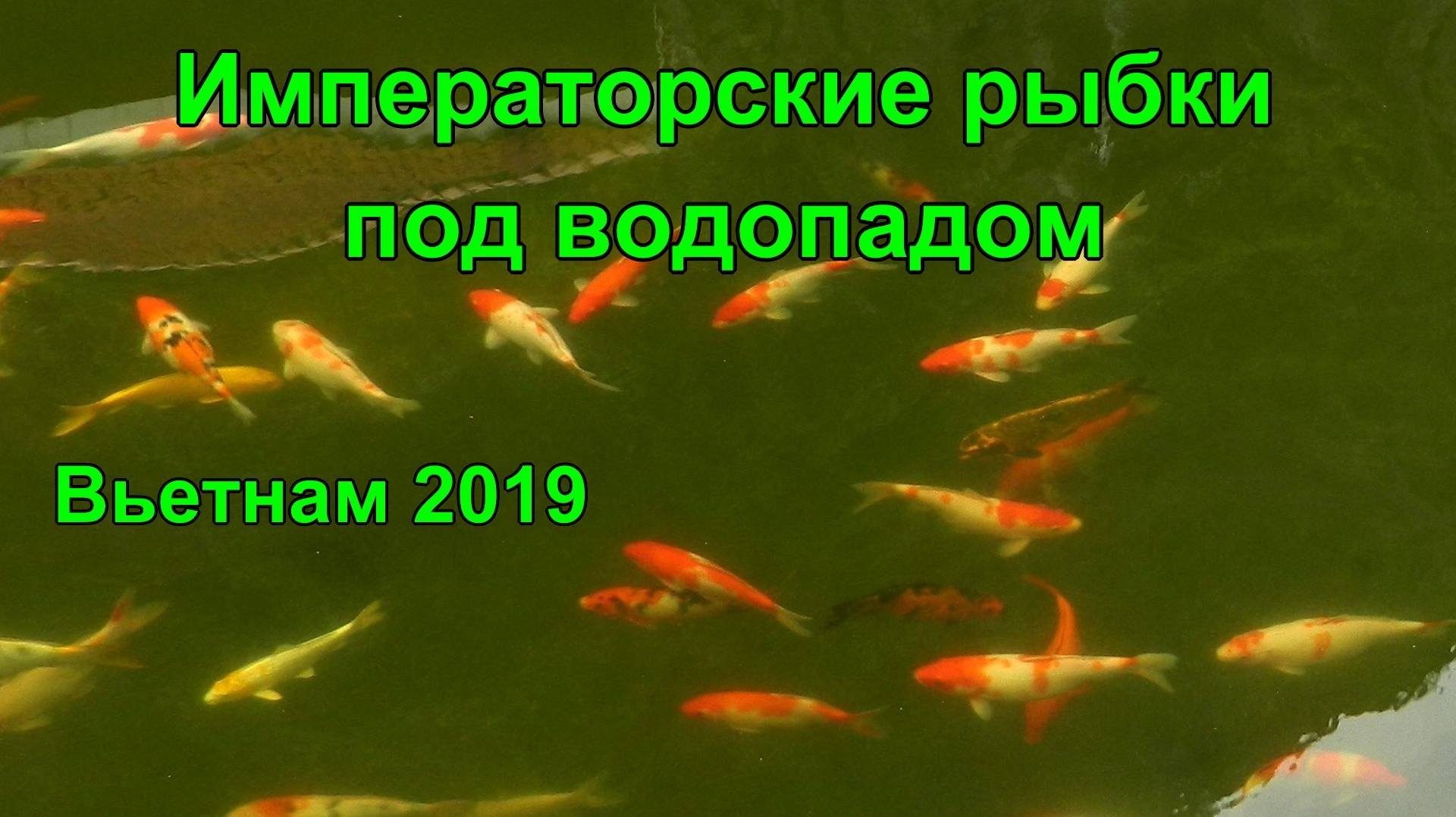Императорские рыбки под водопадом