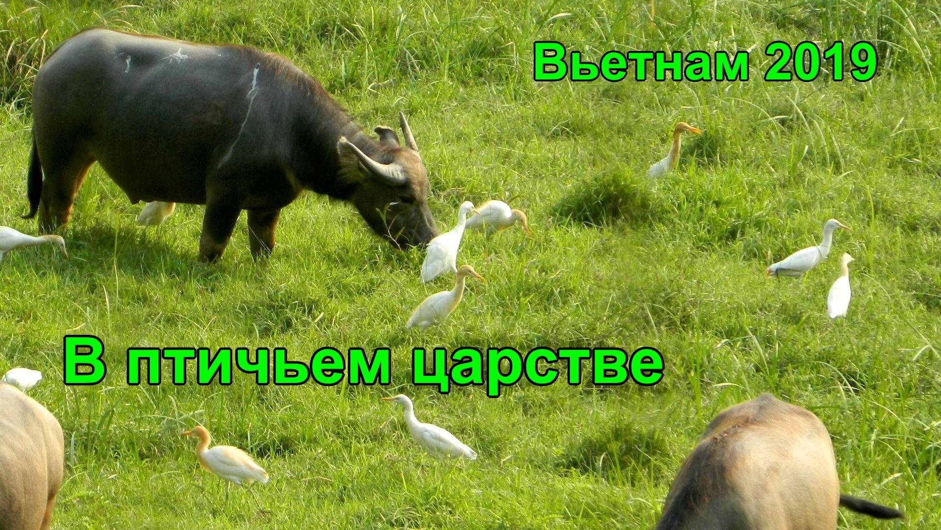 В птичьем царстве