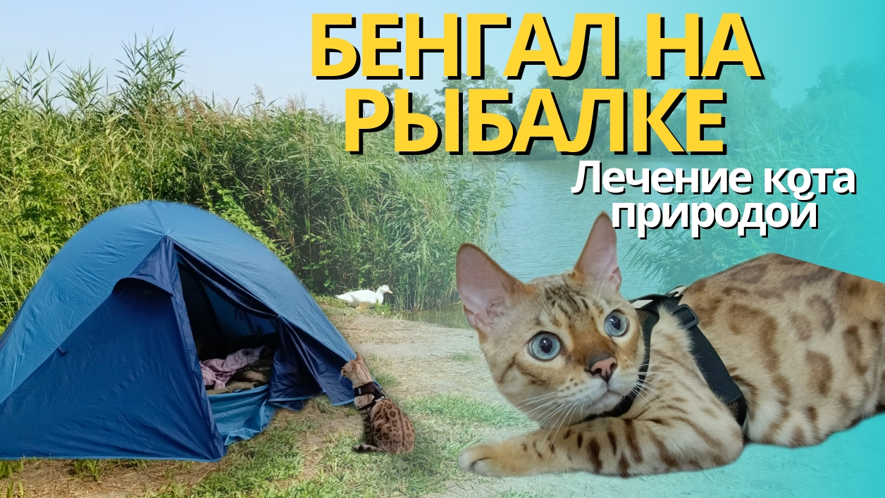 Бенгальский кот Зефир коротко о своей кошачьей жизни