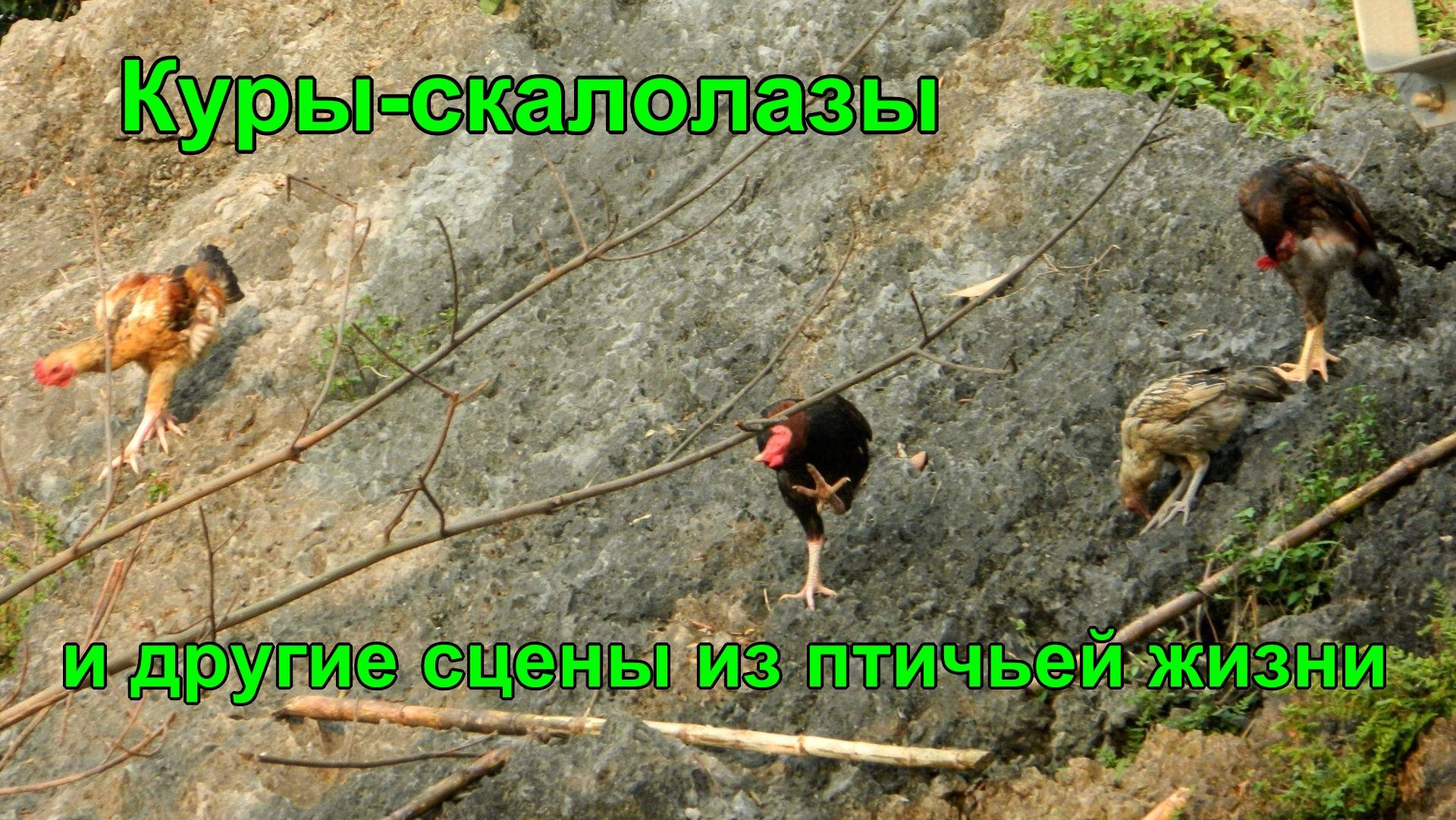 Куры-скалолазы (и другие сцены из птичьей жизни)