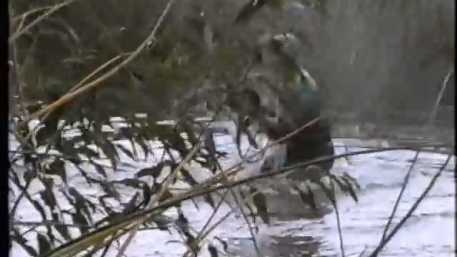 группа Контингент. _А у разведчика судьба  порой..._