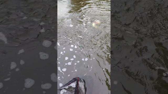 Этот воблер Андердог ловит щуку! Ловля щуки на воблеры