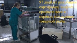 УЗВ полного цикла африканский сом / Clarias gariepinus RAS fish farm