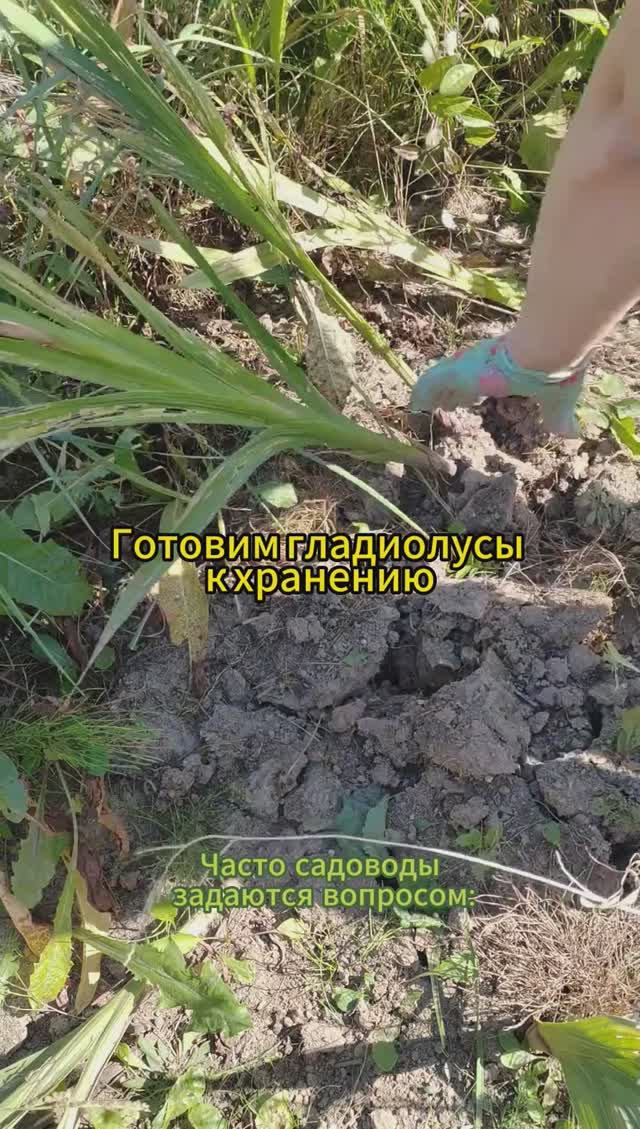Гладиолусы: готовим гладиолусы к хранению на зиму #shorts #гладиолусы