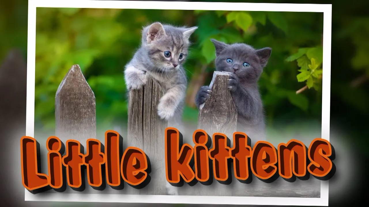 Little Kittens - Sing and Speak English / Английский по песням для начинающих