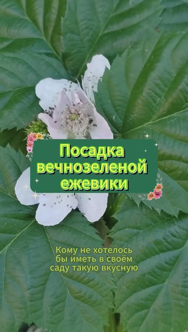 Ежевика осенью: правила посадки вечнозеленой ежевики #shorts #ежевика