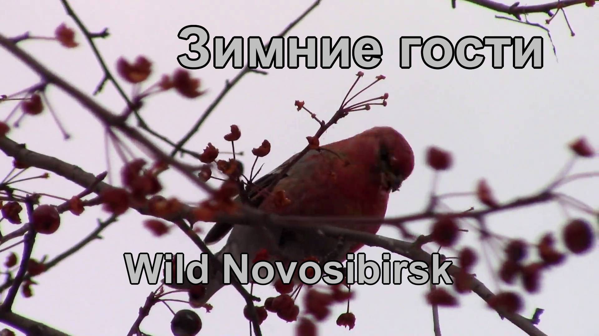 Зимние гости