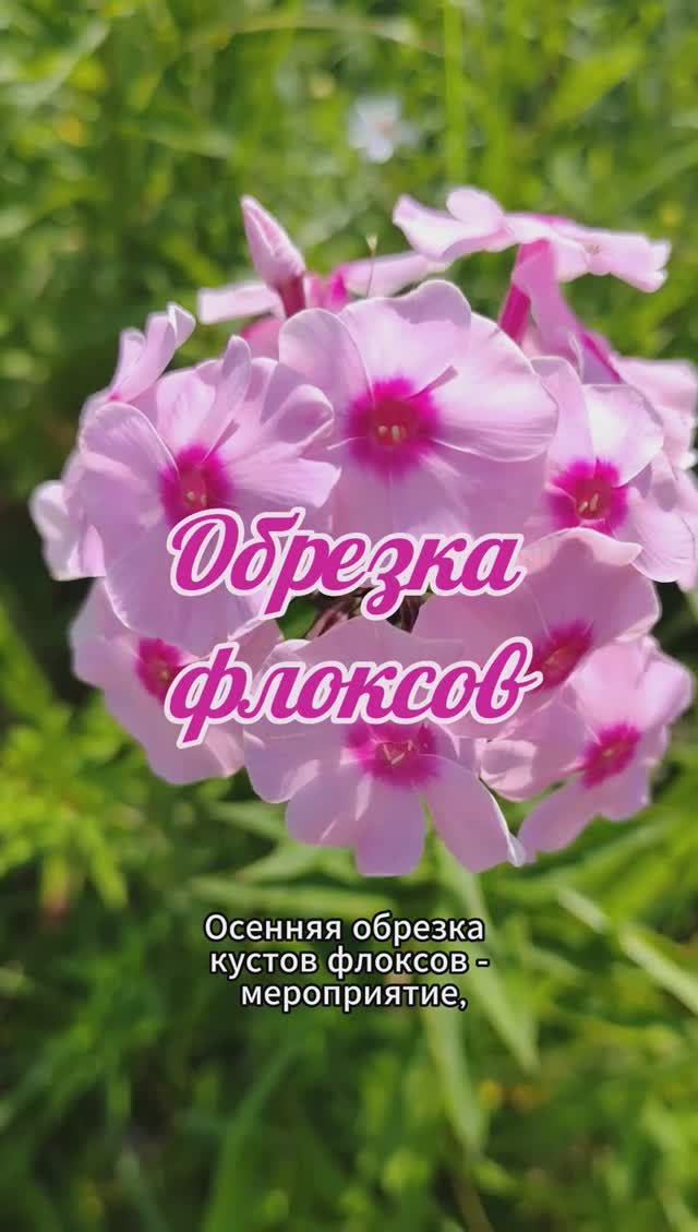 Флоксы: обрезка осенью #shorts #флоксы