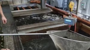 Ловим и взвешиваем африканского (мраморного) сома