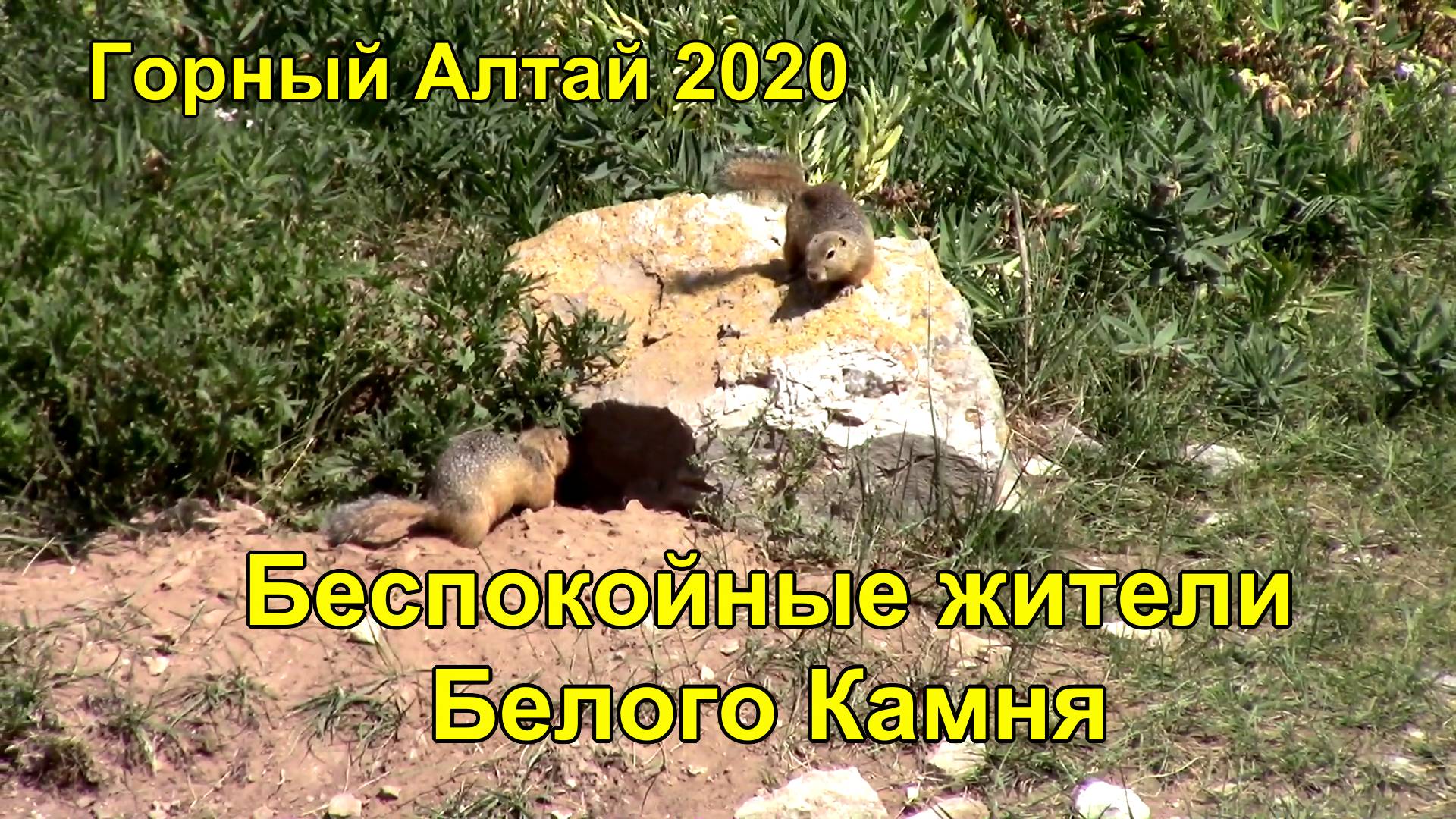 Беспокойные жители Белого Камня