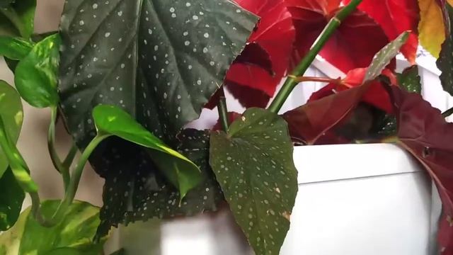 Зелёная мастерская в ГБУ ЦРИ "Царицыно" - 3