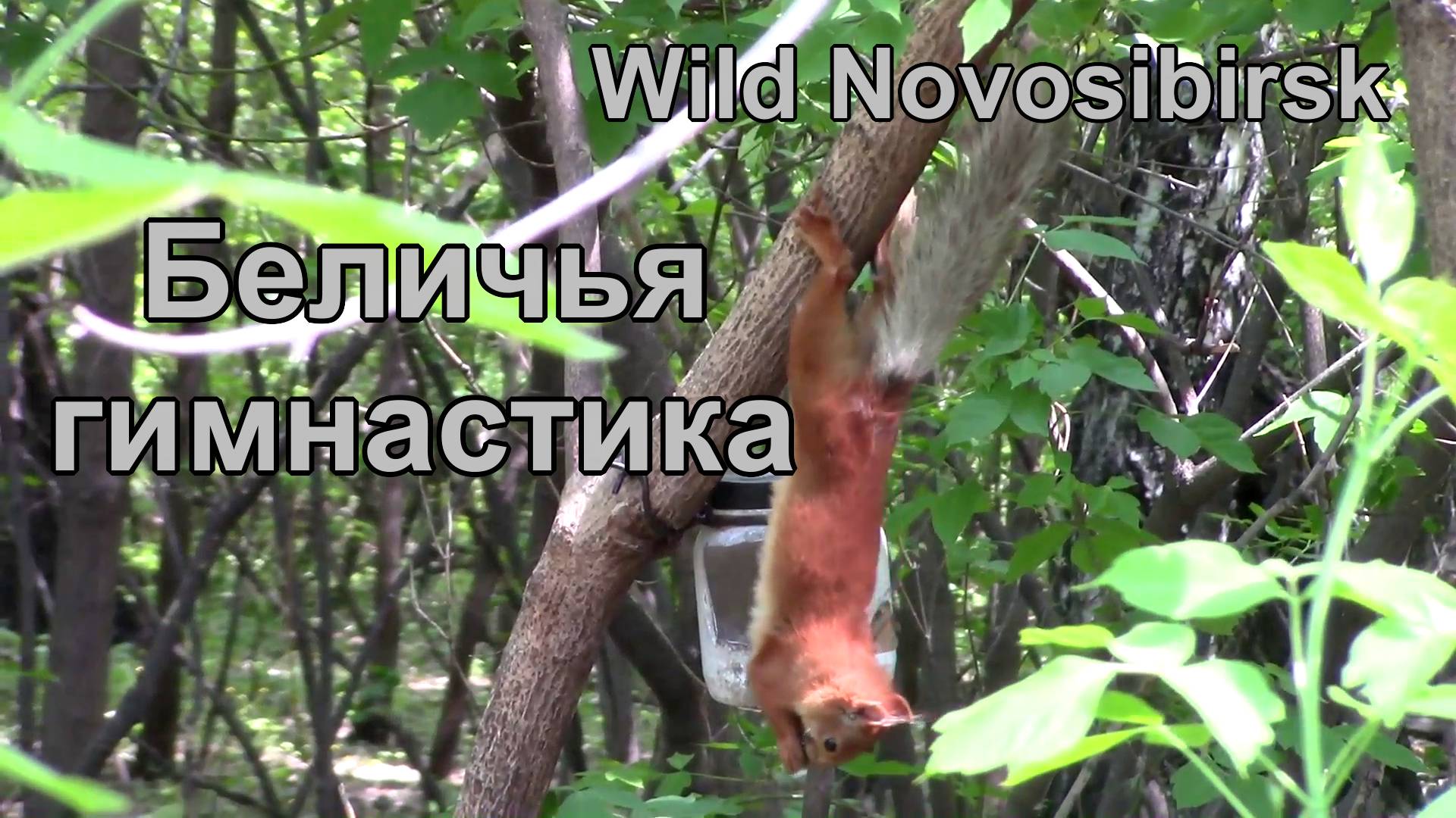 Беличья гимнастика