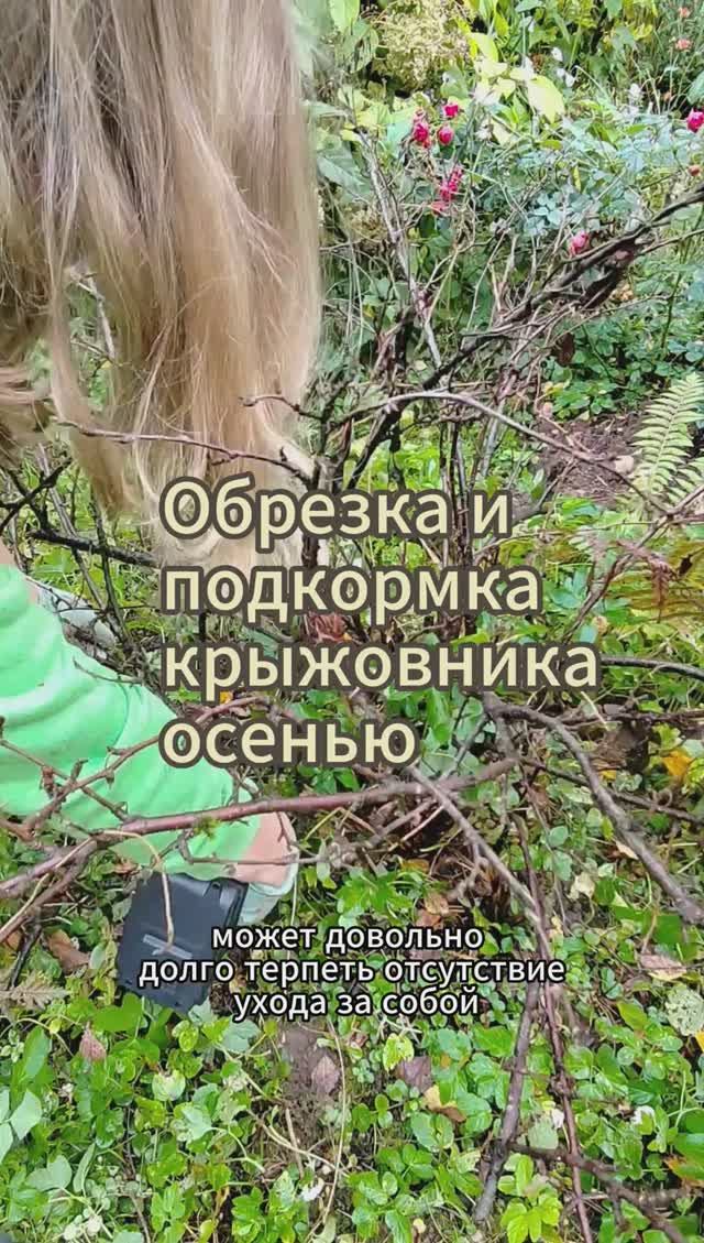 Крыжовник осенью: как обрезать крыжовник и чем подкормить #крыжовник #shorts