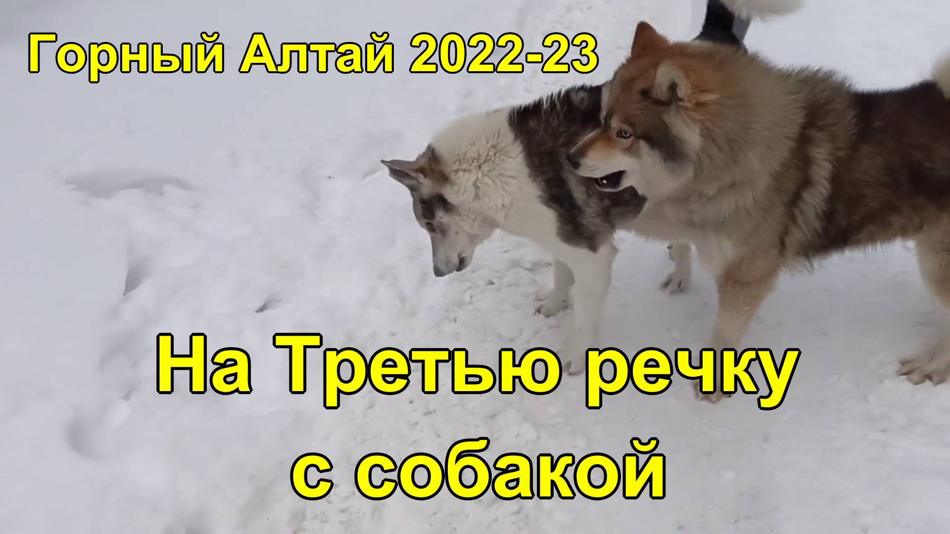 На Третью речку с собакой
