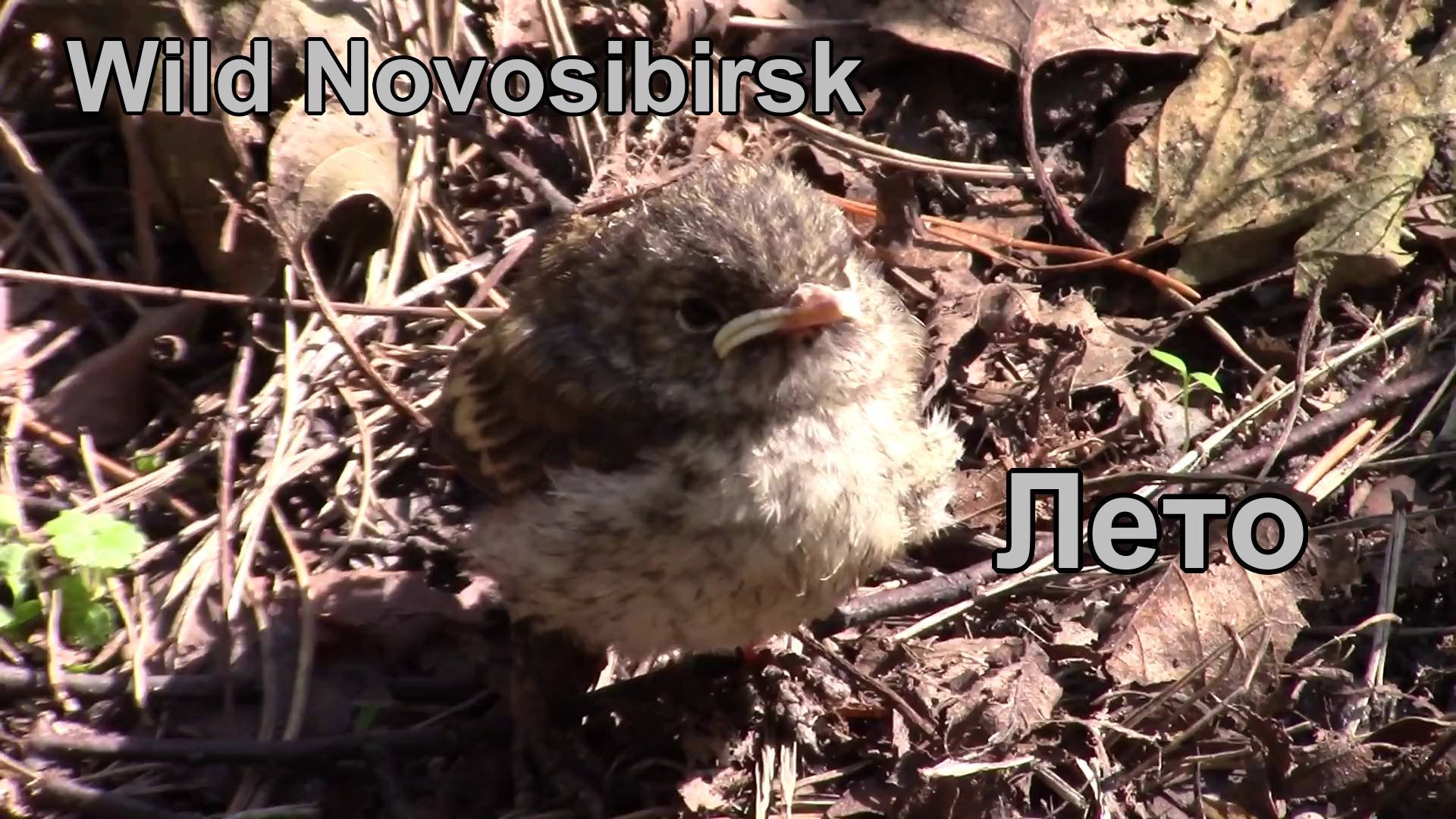 Лето