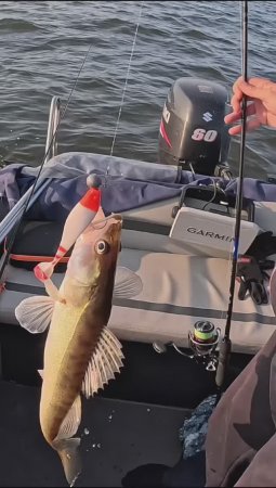 Слаг или виброхвост: выбор судака! #fishing #рыбалка #судак #пелагический #волга #спиннинг #spinning