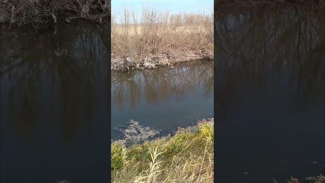 ОСЕННИЙ КРЯКАШ 🦆