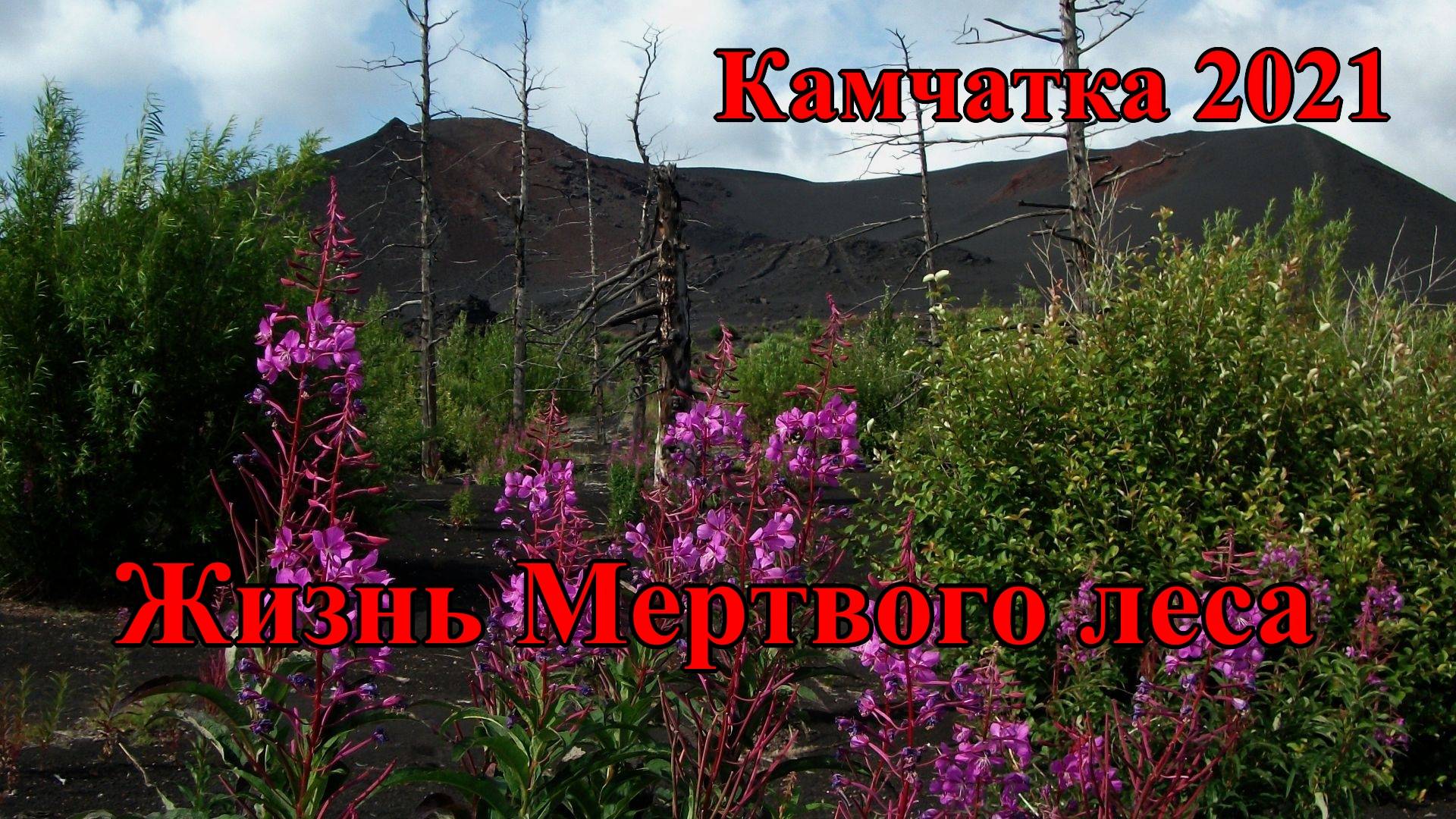 Жизнь Мертвого леса