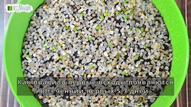 Выращивание живых камней (литопсов) из семян