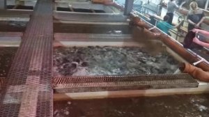 Кормление Африканского сома, отделение товарной рыбы. Feeding of Clarias gariepinus