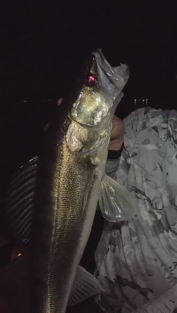 Судак не спит, не спим и мы! #fishing #рыбалка #fish #ночнаярыбалка #паноптикс #судак #пелагический