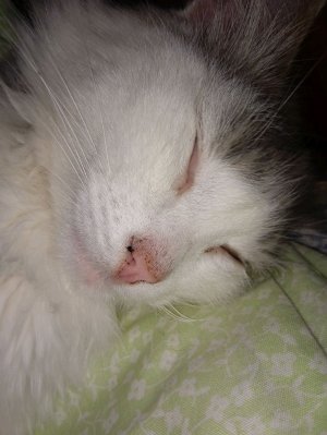котейка